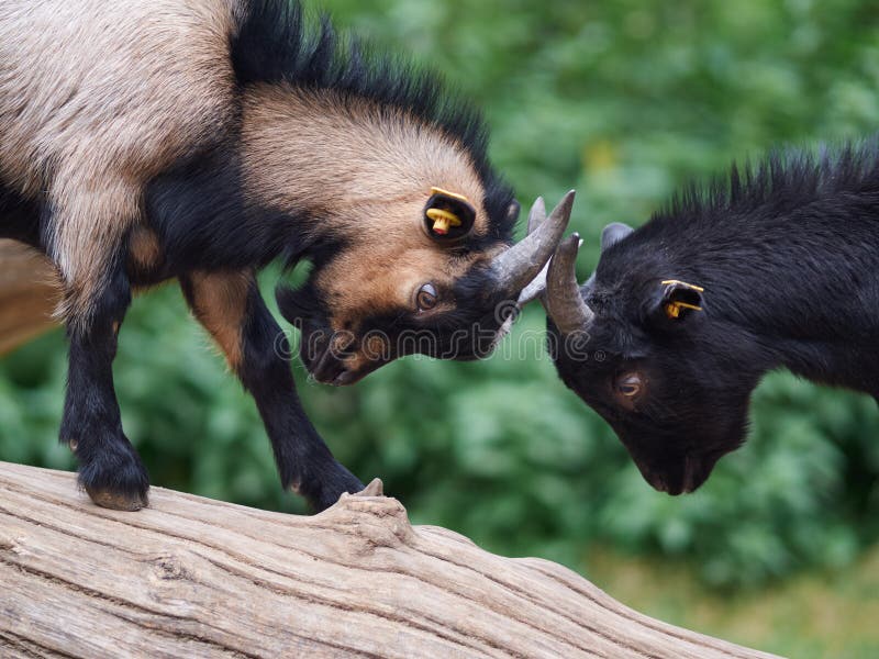 Fighting goats stock image. Image of competition, animal - 77772429
