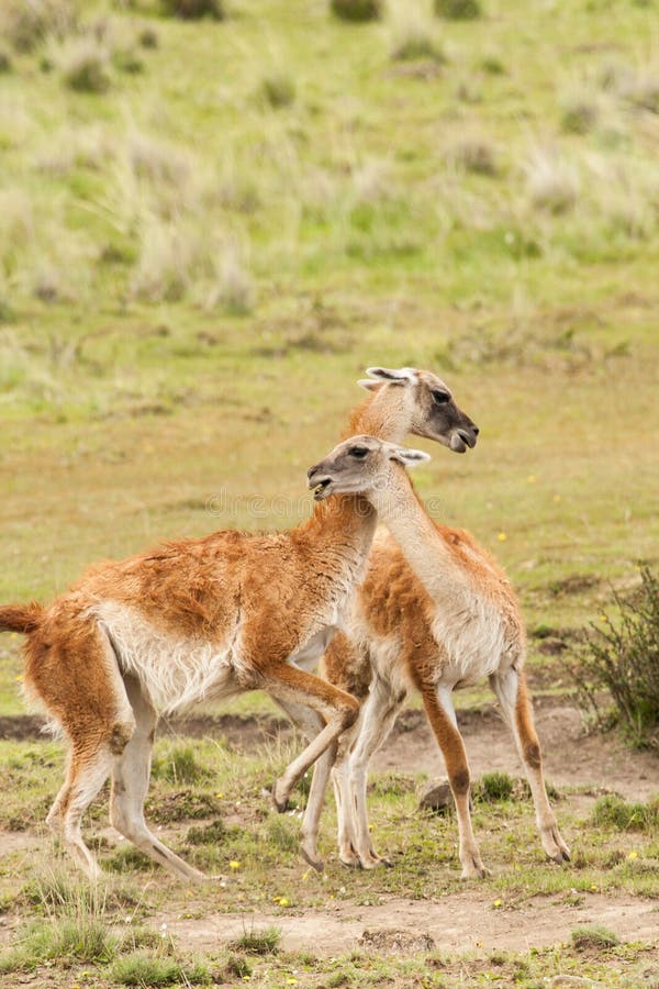 Fighting Guanacos stock image. Image of grassy, fight - 36351935