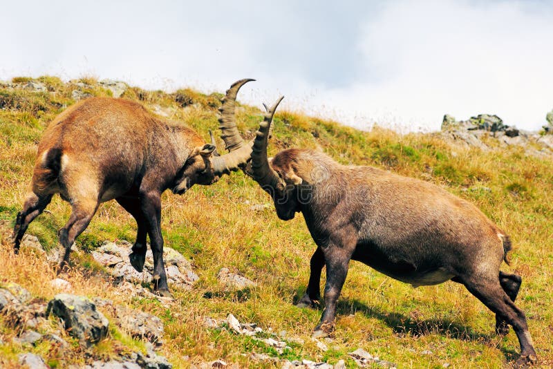 Ibex Fighting