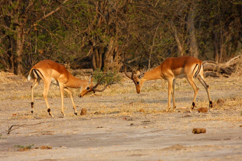 Fighting Impala. stock image. Image of bovidae, mammalia - 24606973