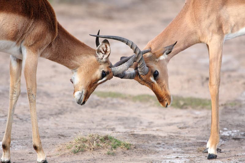 Fighting Impala Antelope stock image. Image of season - 11826535