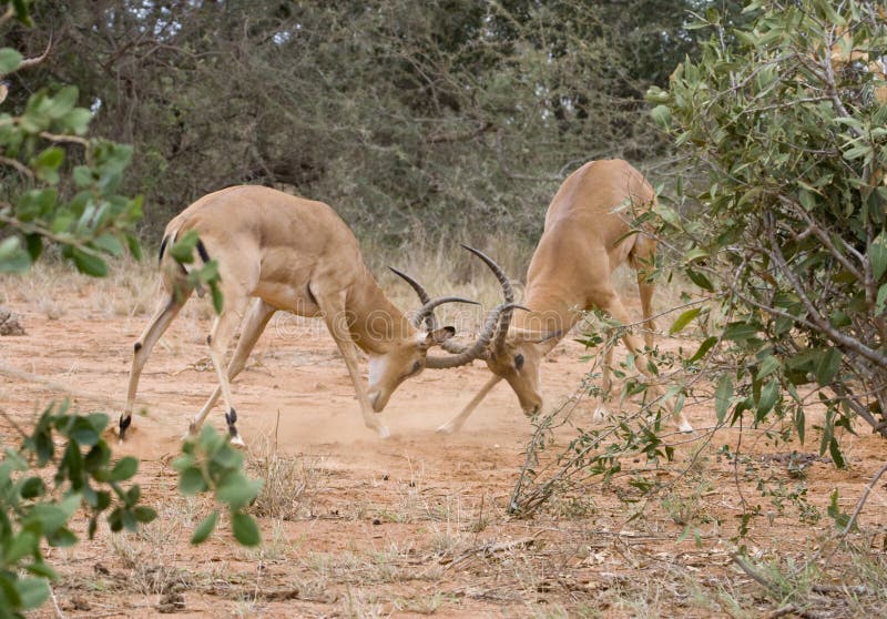 Impala males fighting stock photo. Image of reserve, animal - 12369178
