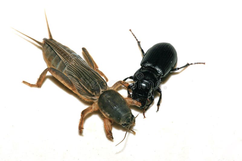 Fighting insects stock photo. Image of cricket, meat - 11059248