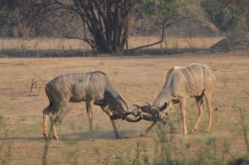 Fighting kudu stock photo. Image of pools, right, kudus - 59548138