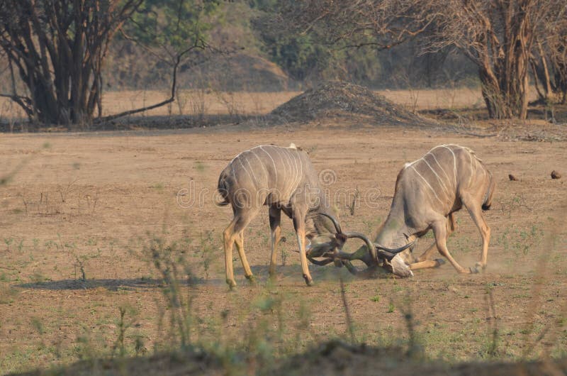 Fighting Kudu stock image. Image of watches, group, pale - 141345851
