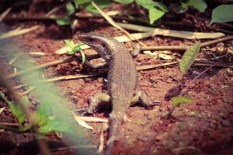 Fighting lizard stock photo. Image of amphibians, reptile - 208452926