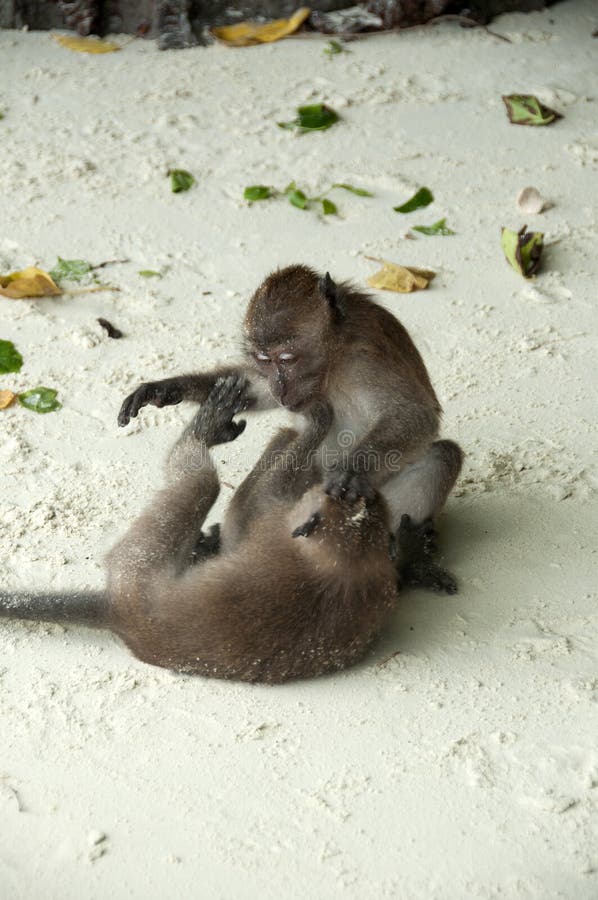 Fighting Monkey Picture. Image: 16809031