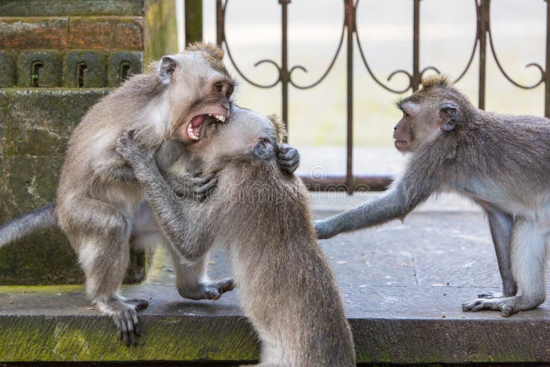 Fighting Monkeys stock image. Image of eating, nature - 44598963