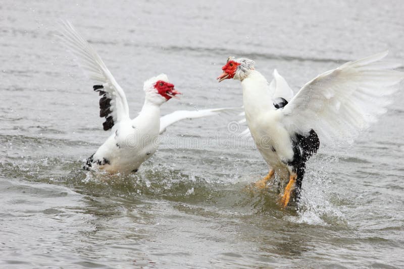 Fighting Muscovy Ducks stock image. Image of ducks, waterbird - 28904283