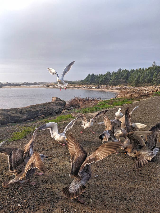 Cheeto Stock Photos - Free & Royalty-Free Stock Photos from Dreamstime