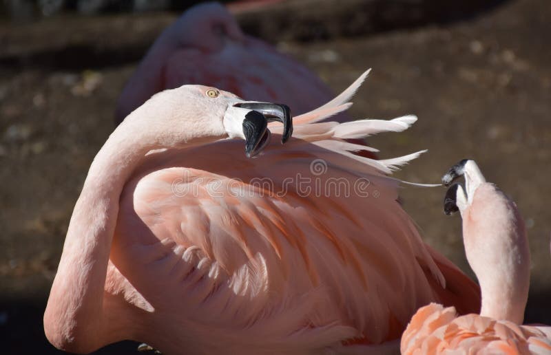 Fighting Pair of Pink Flamingos with Beaks Open Stock Photo - Image of ...