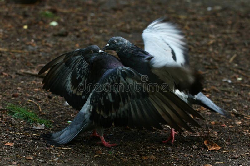 247 Pigeon Fighting Stock Photos - Free & Royalty-Free Stock Photos ...
