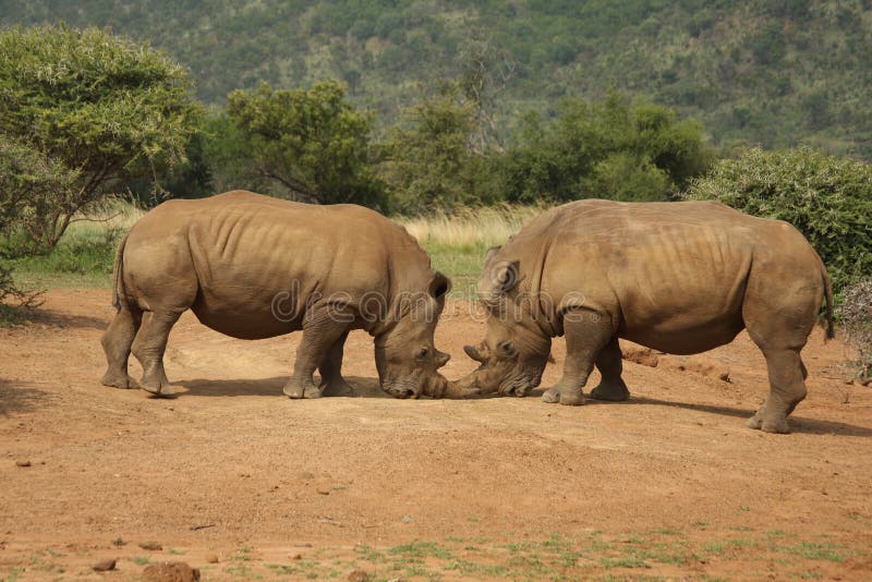Fighting Rhinos, South Africa Stock Photo - Image of strong, furious ...