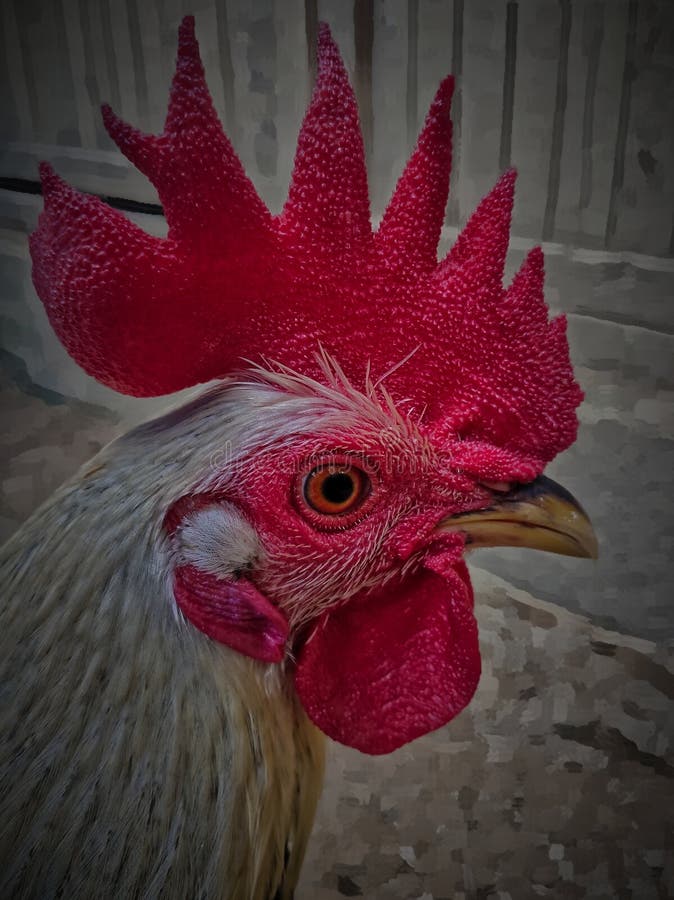 Fighting Rooster with a Beautiful Red Comb Stock Photo - Image of comb ...