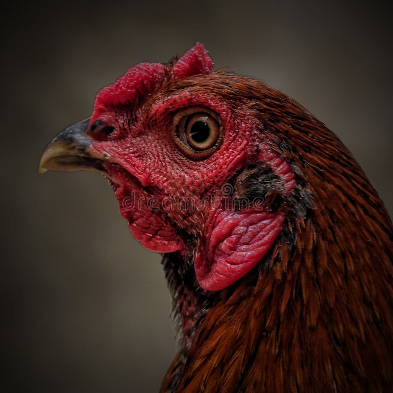 Fighting Rooster Stare on Vintage Background Stock Image - Image of ...