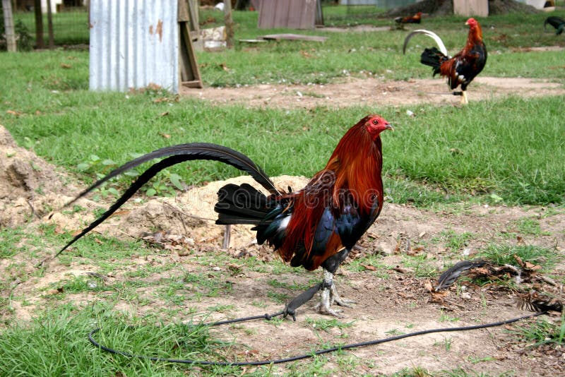 Fighting rooster stock image. Image of portrait, golden - 2494631