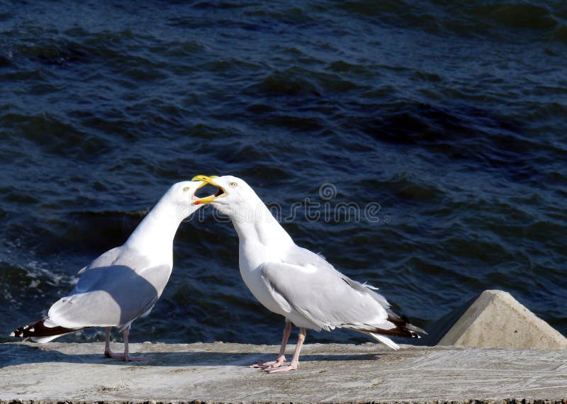 Fighting seagulls stock photo. Image of coast, rock, fighting - 3175132