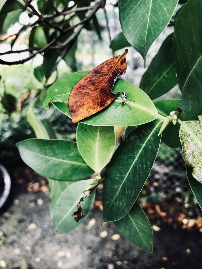 A fighting spider stock image. Image of insect, fighting - 134589939