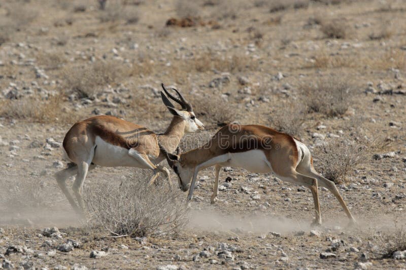 Fighting Springbok stock image. Image of antidorcas, marsupialis - 6989429
