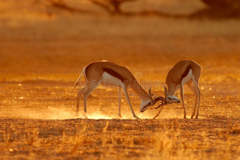 Fighting Springbok Antelopes Stock Image - Image of neck, african: 1023939