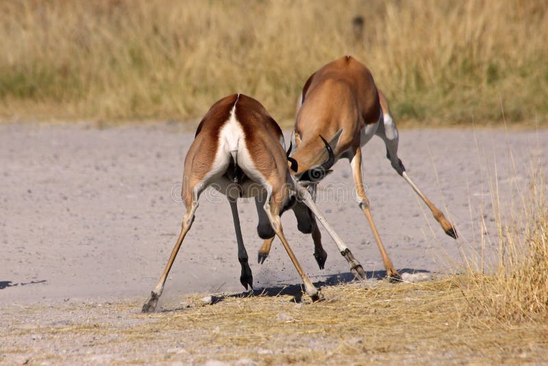 Fighting springboks stock image. Image of parc, etosha - 29191017