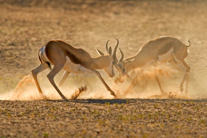 Fighting Springbuck stock photo. Image of conservation - 769676
