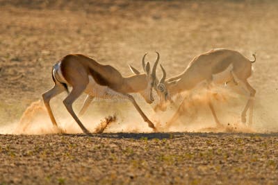 Fighting Springbuck stock photo. Image of conservation - 769676