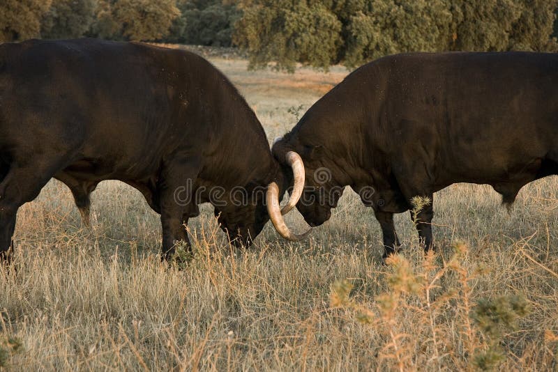 Specimen of Spanish Free Range Fighting Bull Breed on Extensive Stock ...