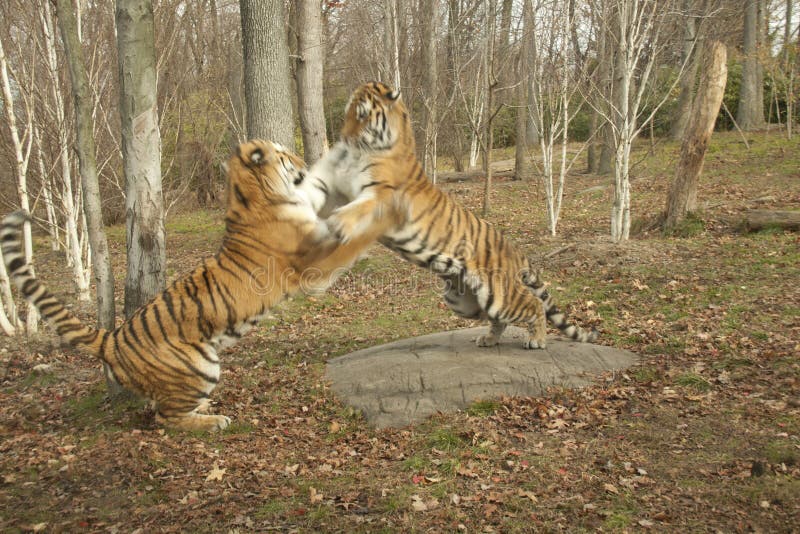 Fighting tigers stock image. Image of bengal, hunting - 7969413