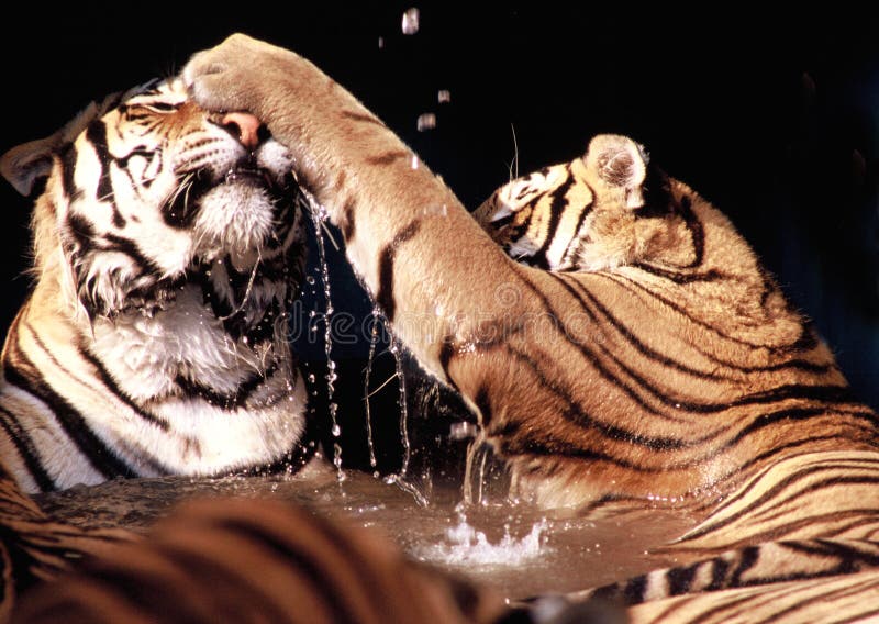 Fighting tigers stock photo. Image of group, beauty, mammal - 6363840
