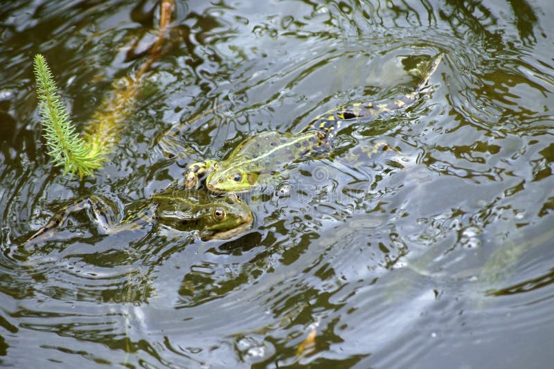 Fighting tree frogs stock photo. Image of area, birds - 47446082