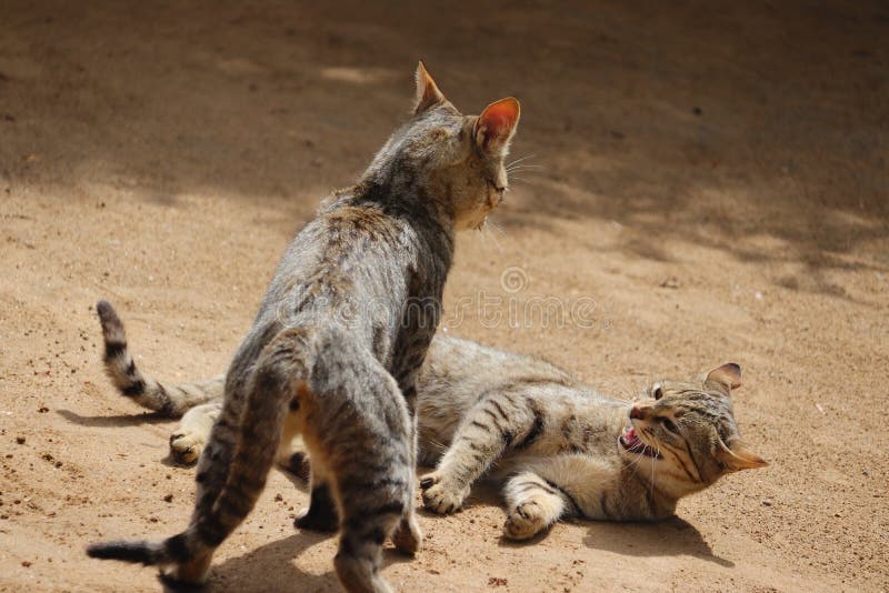 Fighting by Two Angry Cats on Ground Stock Photo - Image of animals ...