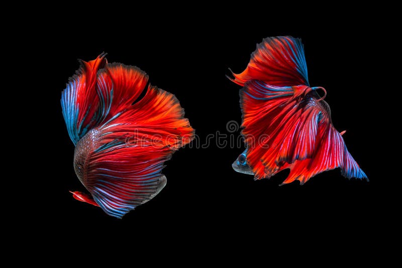 Two Fish Wallpaper