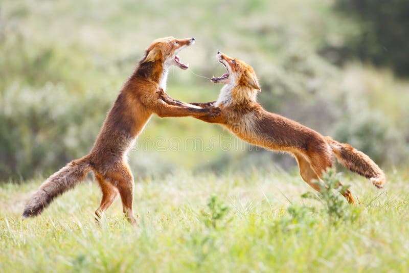 Fighting foxes stock image. Image of predator, hunting - 18149315