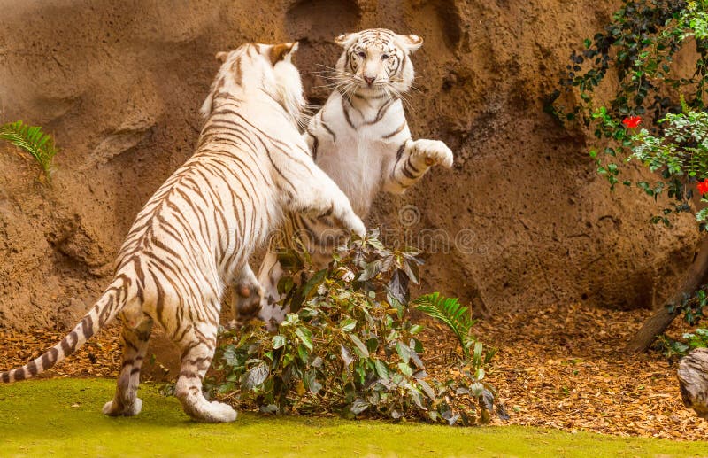 Two fighting tigers stock image. Image of tigers, fight - 97016617