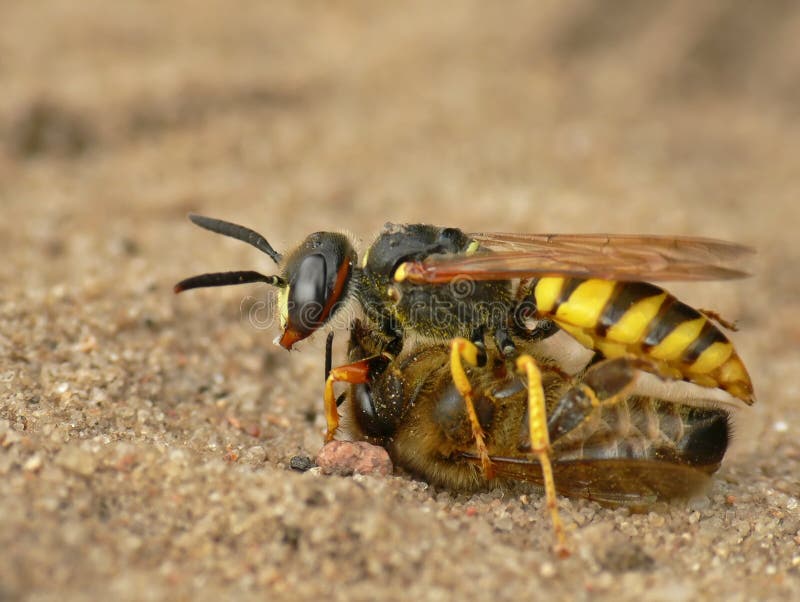 Fighting wasp stock photo. Image of predator, death, wasp - 3358468