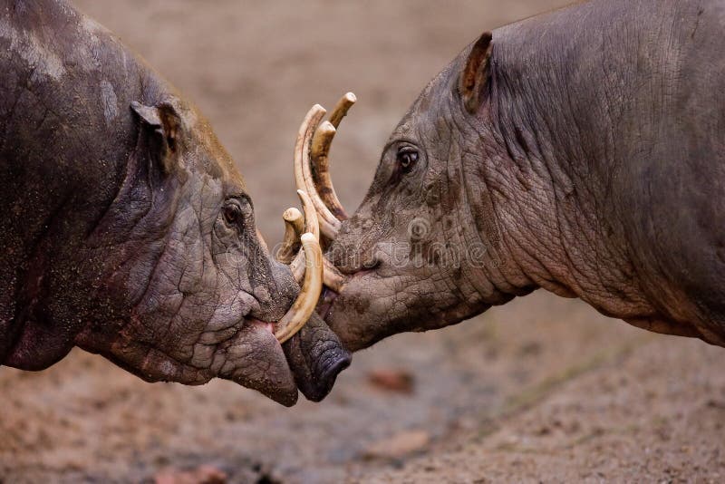 Fighting Wild Boars stock image. Image of nature, male - 8552487
