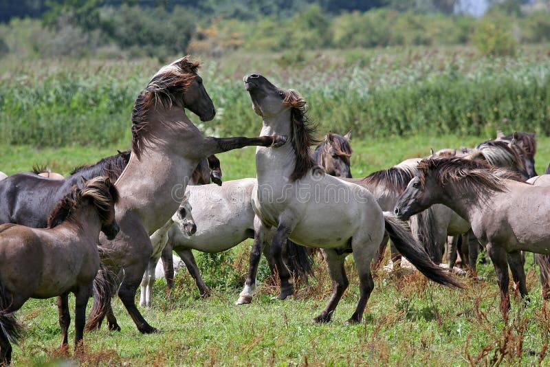 Fighting wild stallions stock photo. Image of fighting - 20798948