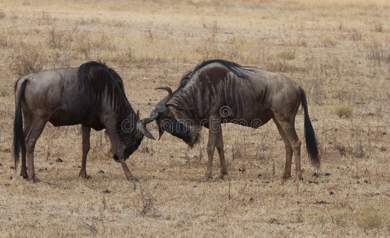 Fighting Wildebeests stock image. Image of serengeti - 22283381