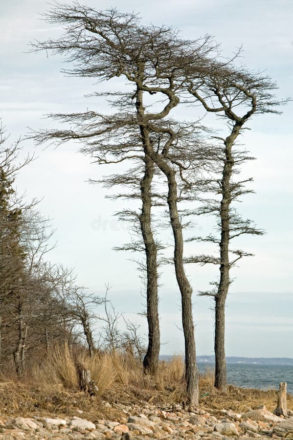 Fighting the wind stock photo. Image of shore, water - 12456780