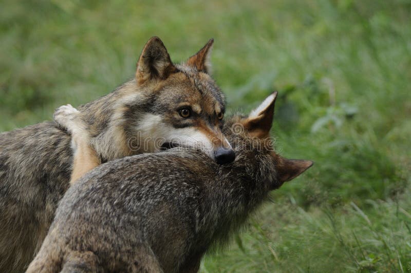 Gray Wolves Fighting stock photo. Image of hostile, animals - 16454532