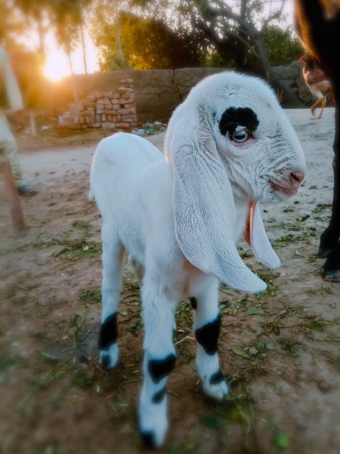 Figlio Di Capra Kid Goat Capra Bianca Immagine Stock - Immagine di ...