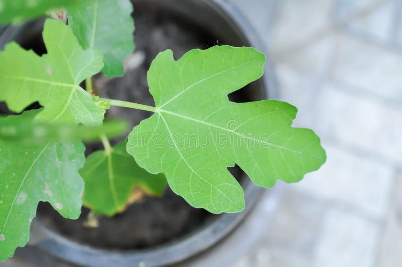 Figo Ficus Carica Ou Figo Comum Ou Folha Fig Imagem de Stock - Imagem ...