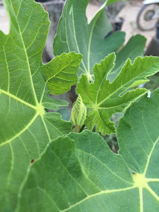 Figs stock photo. Image of tree, fruit, figsfruit, figs - 104043992