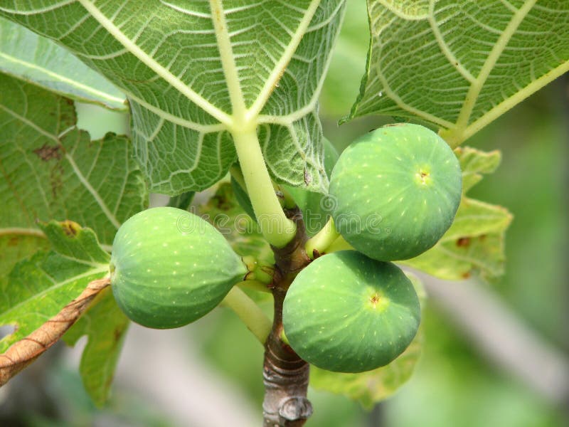 Fig Tree or Ficus Carica Branches with Two Fresh Light Green Figs in ...