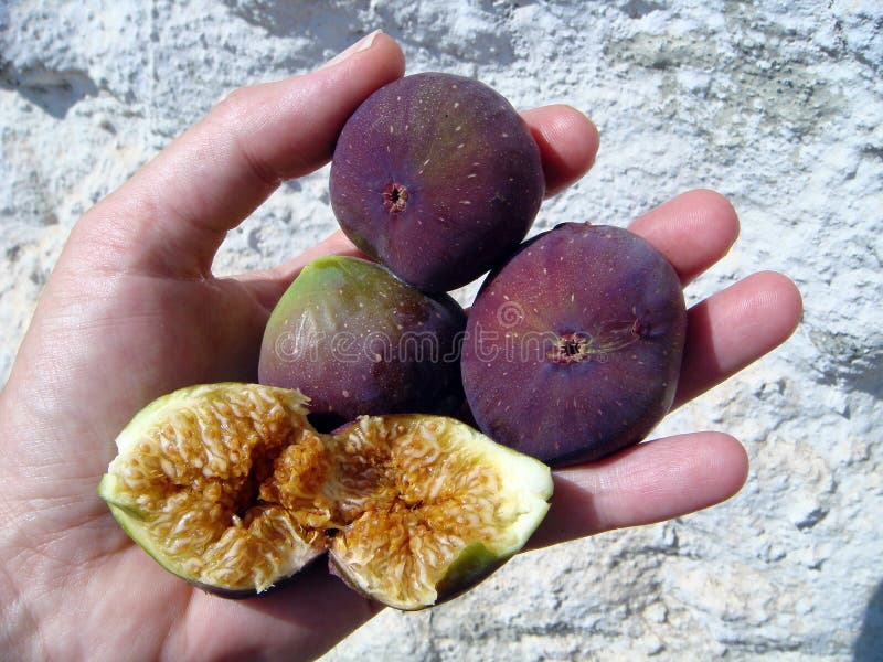 Figs stock image. Image of ripe, fingers, purple, figs - 28875039
