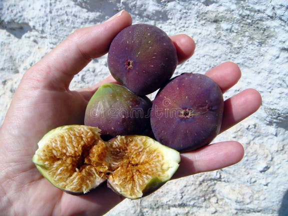 Figs stock image. Image of ripe, fingers, purple, figs - 28875039