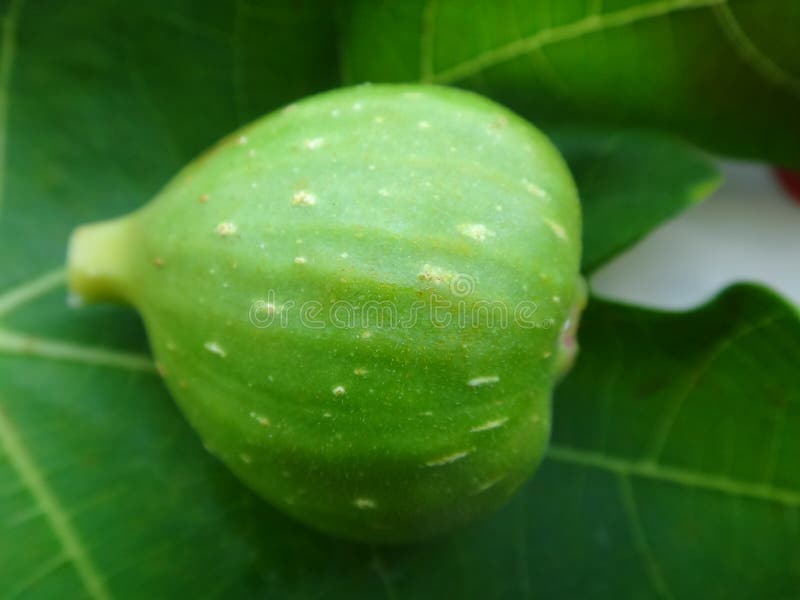 Figs stock image. Image of btm6, tree, figs, brown, turkey - 83912915