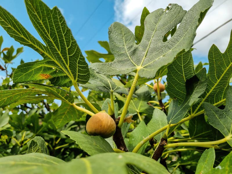 Figs on the Branch of a Fig Tree Stock Image - Image of close, exotic ...