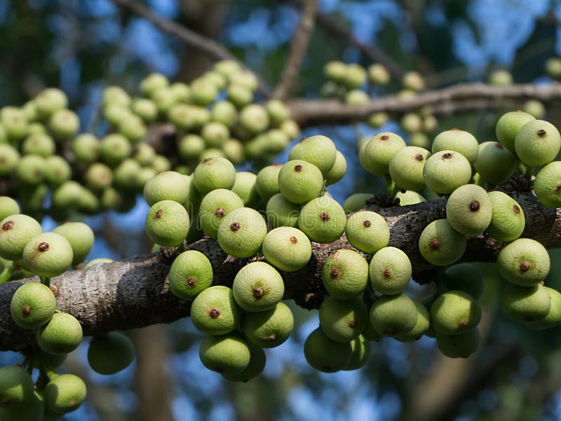 Figs on the Branch of a Fig Tree Stock Photo - Image of organic, nature ...